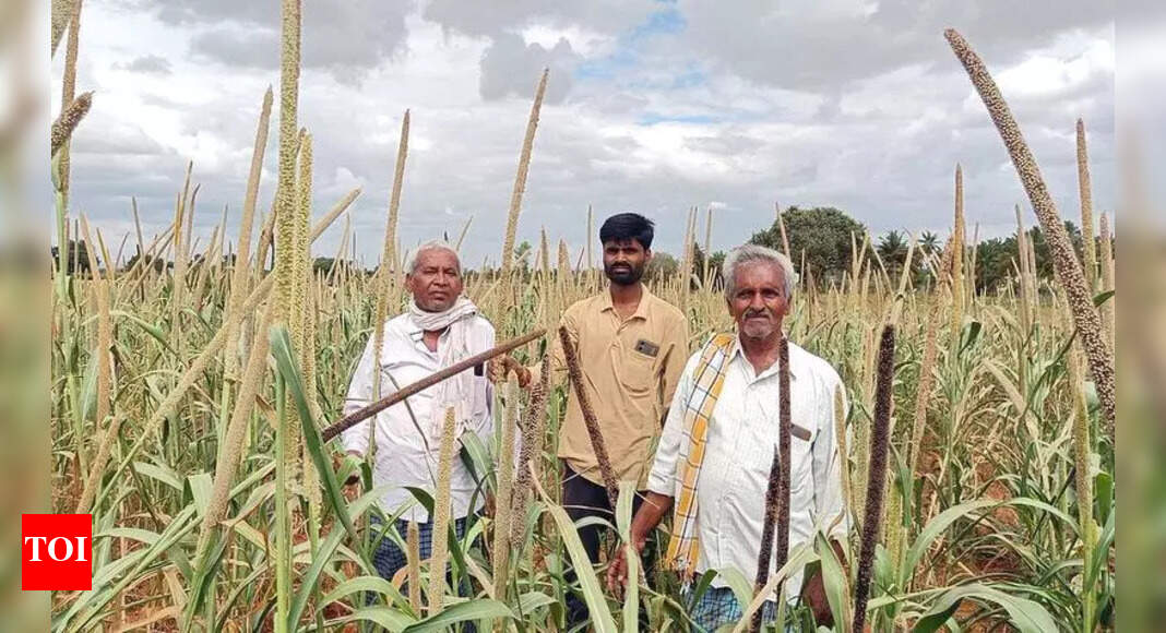 Turkey Pearl Millet: Turkey Pearl Millet: A Game Changer for Drought ...