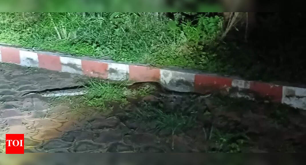 Indian Rock Python: Indian Rock Python Spotted In Mughal-era Himayat ...