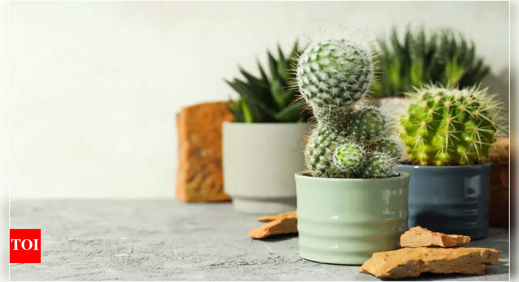 What you need to know before placing a Cactus in your living room ...
