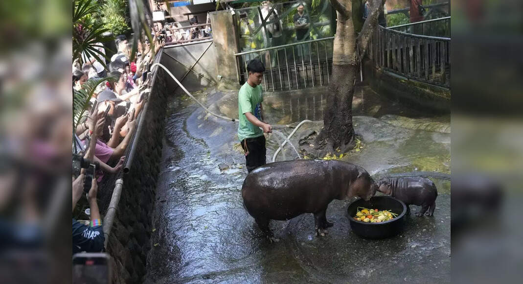 Thailand Zoo: Meet Moo Deng, the endangered pygmy hippo and Thailand ...