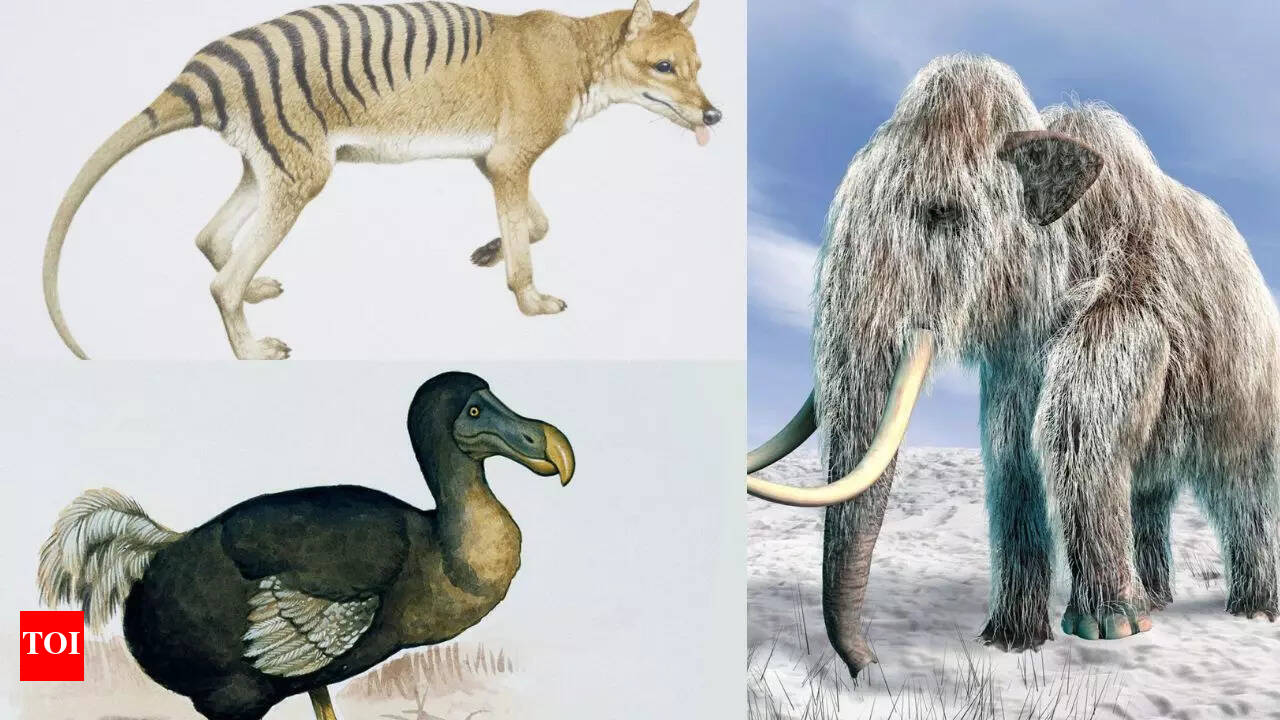 Extinct Animals That Are Back Tourolouco Meet 6 Exquisite Animals