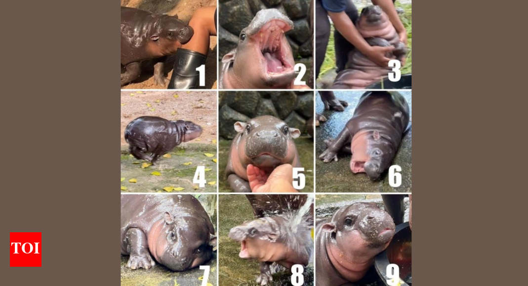 Moo Deng Baby Hippo: Your favorite picture of baby hippo Moo Deng can ...