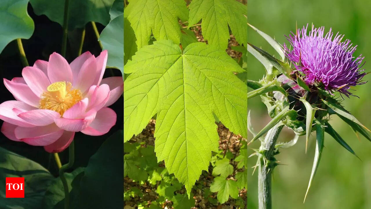 National Flower Of Australian States And Territories - Infoupdate.org