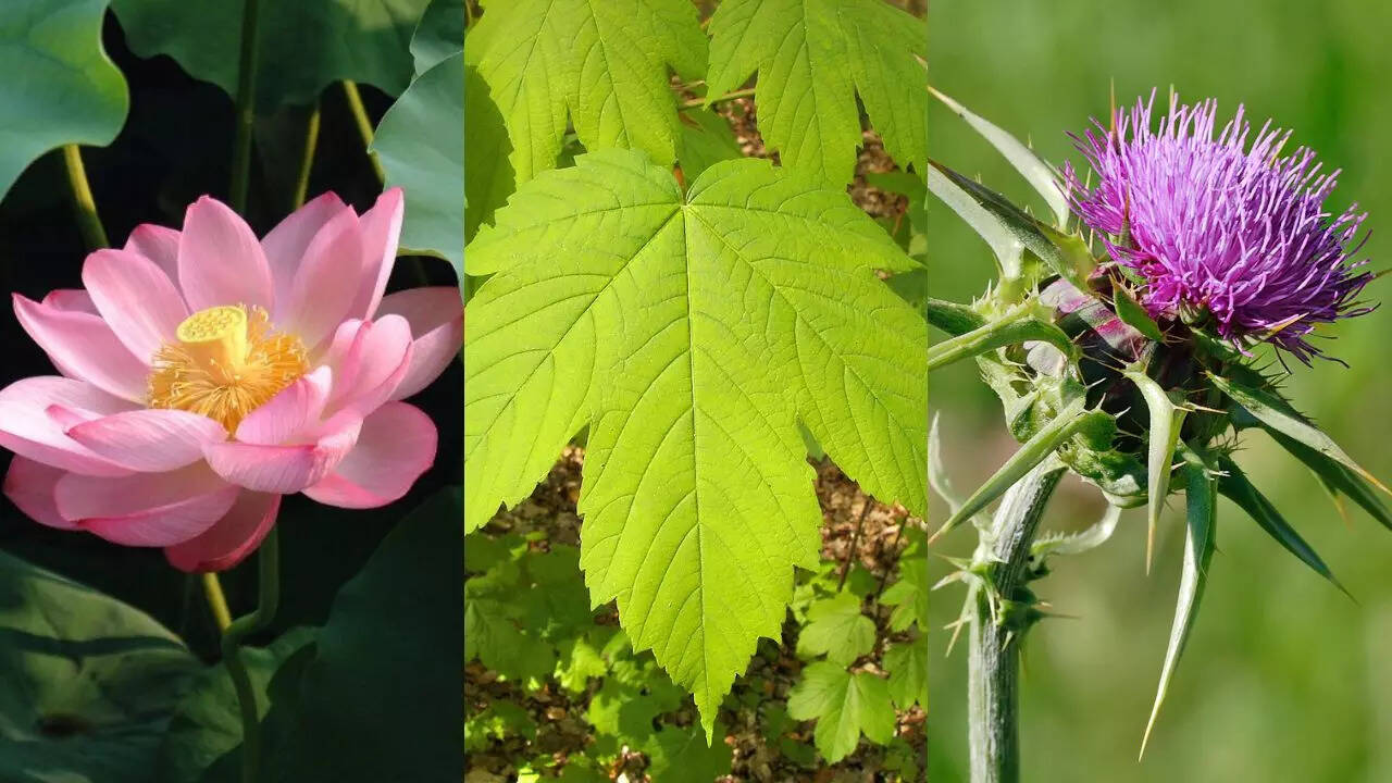National Flower Of Australian States - Infoupdate.org