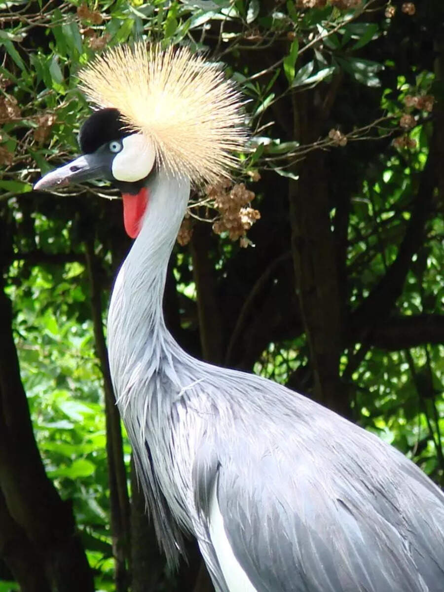 8 countries and who their national birds are | Times of India