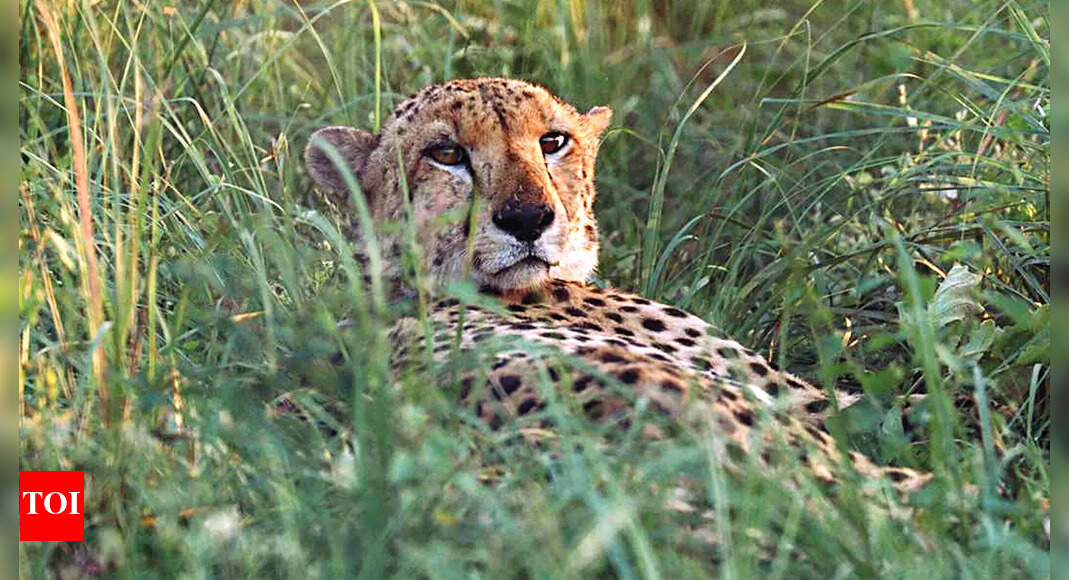 Why the biggest successes of India’s Project Cheetah are also its ...