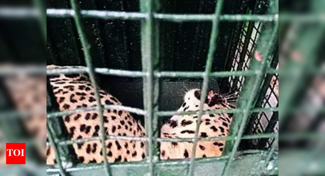 Leopard: Leopard Captured From Paddy Fields Near Mohali | Chandigarh ...
