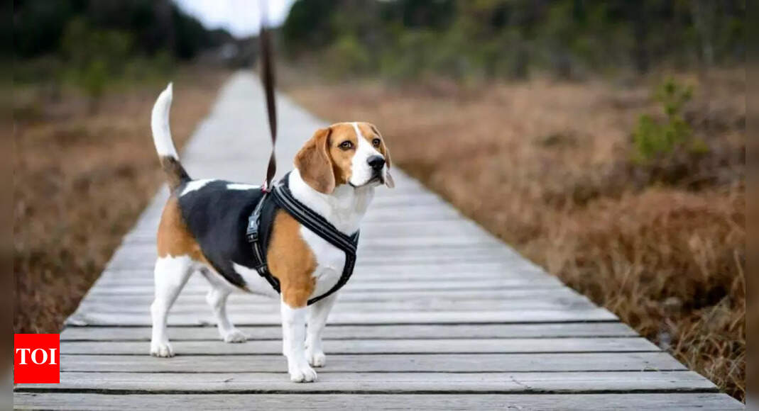 Beagles: Fun facts and unique traits | - Times of India
