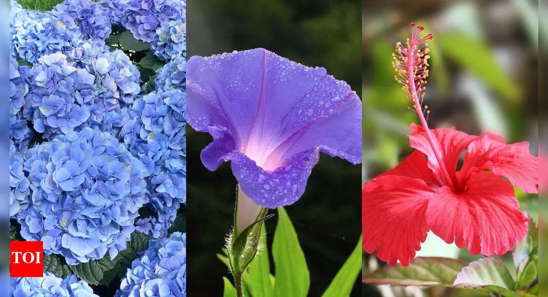 15 flowers that change colour overtime | - Times of India