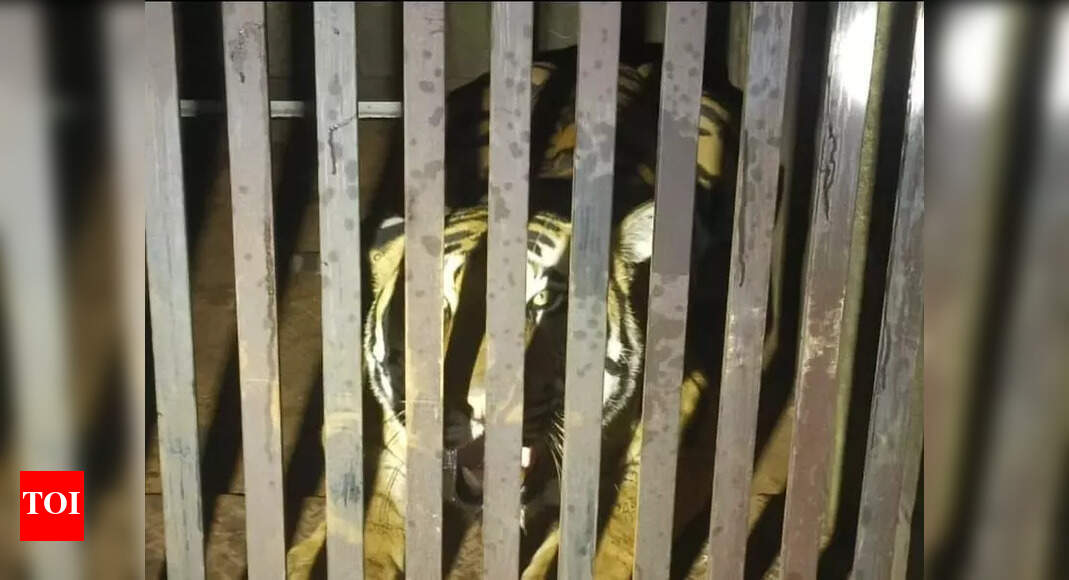 Captured Pench Tiger Is A Case Of Mistaken Identity | Nagpur News ...