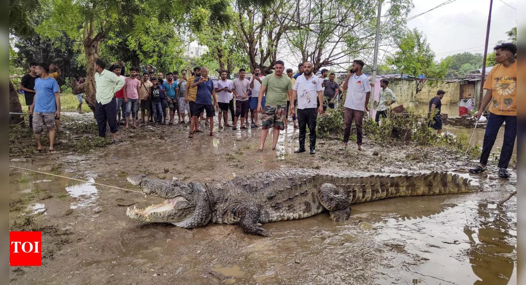 Vadodara floods helped eight crocodiles flee zoo in August | India News ...