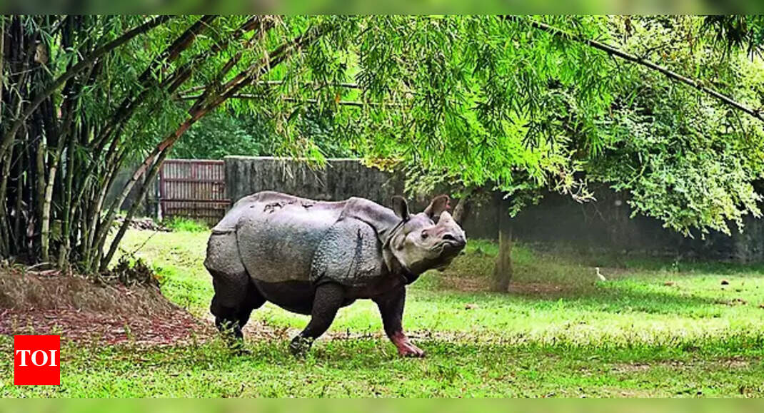 Assam Rhinos: Assam’s Rhino Count Up 5 Fold Since 1960s | Guwahati News ...