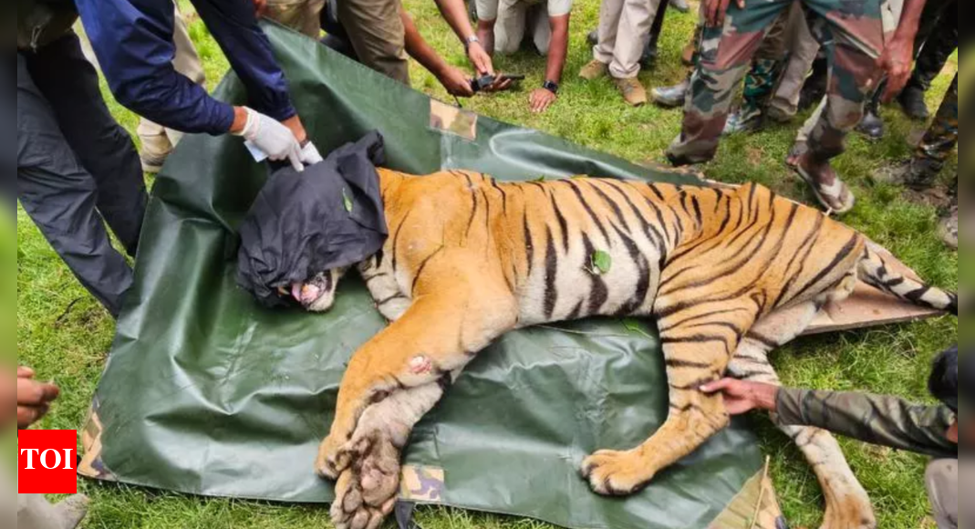 Injured Tiger Rescued from Nagarahole and Transferred to Bannerghatta ...