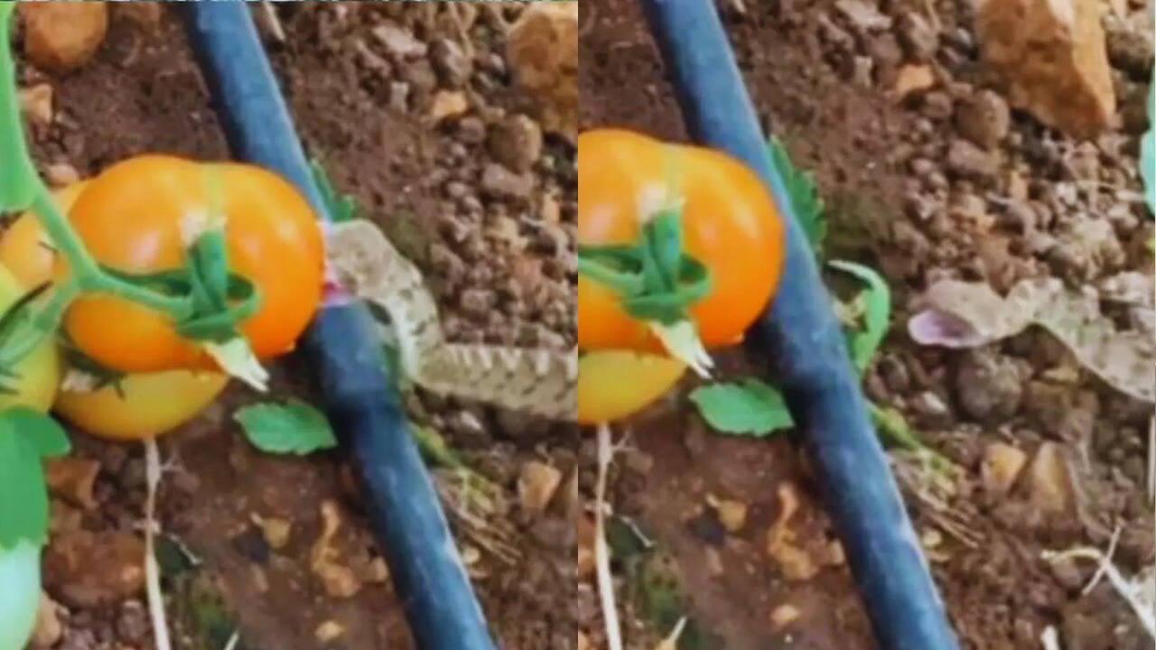 Viral Video: Can a Snake Bite Really Turn Tomatoes Poisonous?
