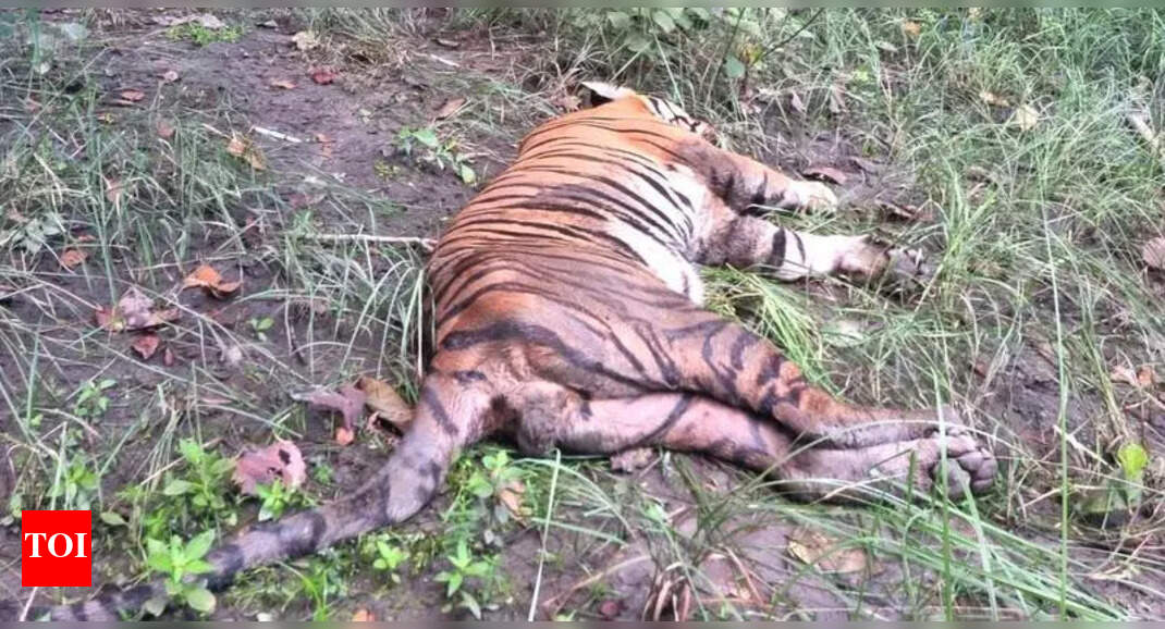 Tiger: After One Tiger Tranquilized, Another Attacks Farmer In Pilibhit ...