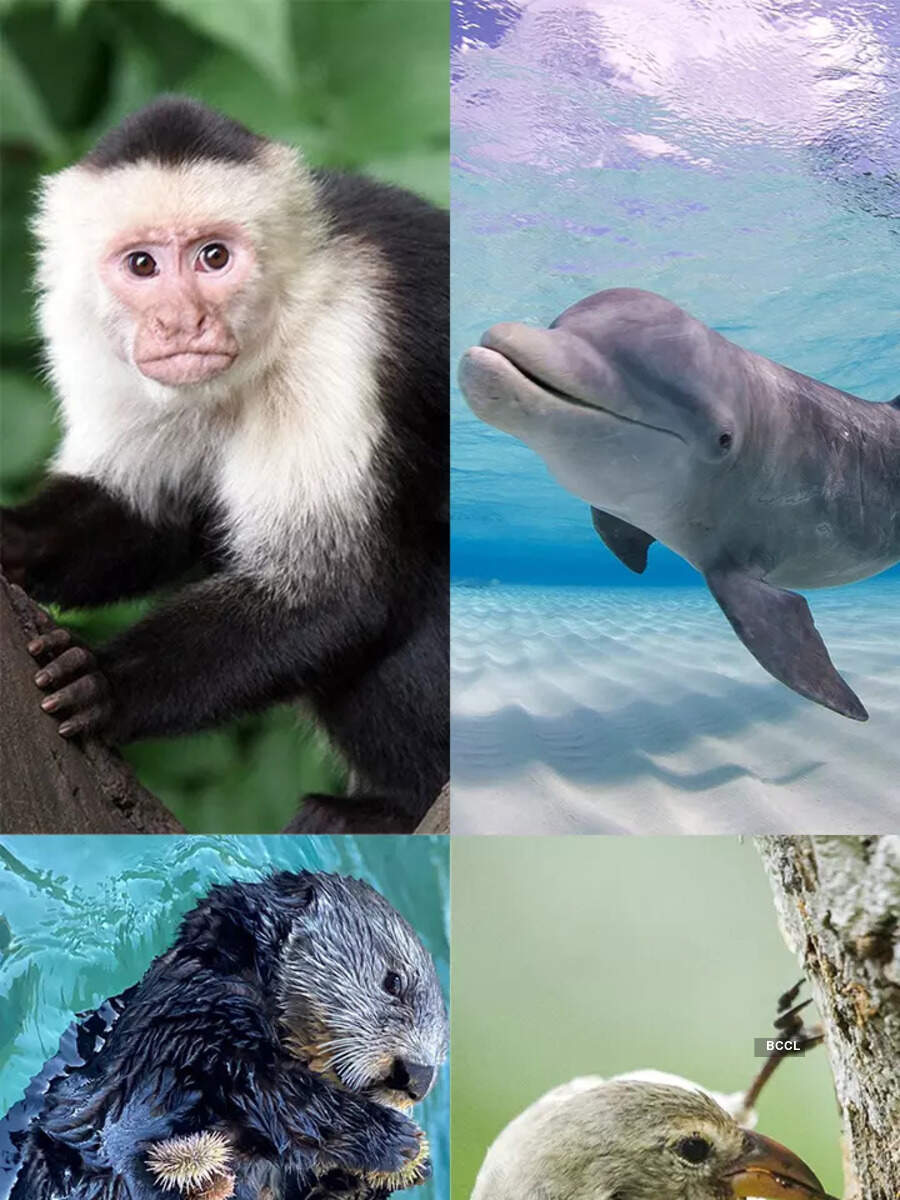 10 animals that use tools to get work done like humans | Times of India