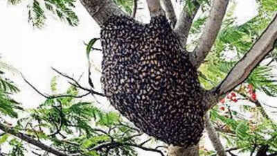 3 Of Family Among 4 Killed In Bee Attack | Ranchi News - Times of India