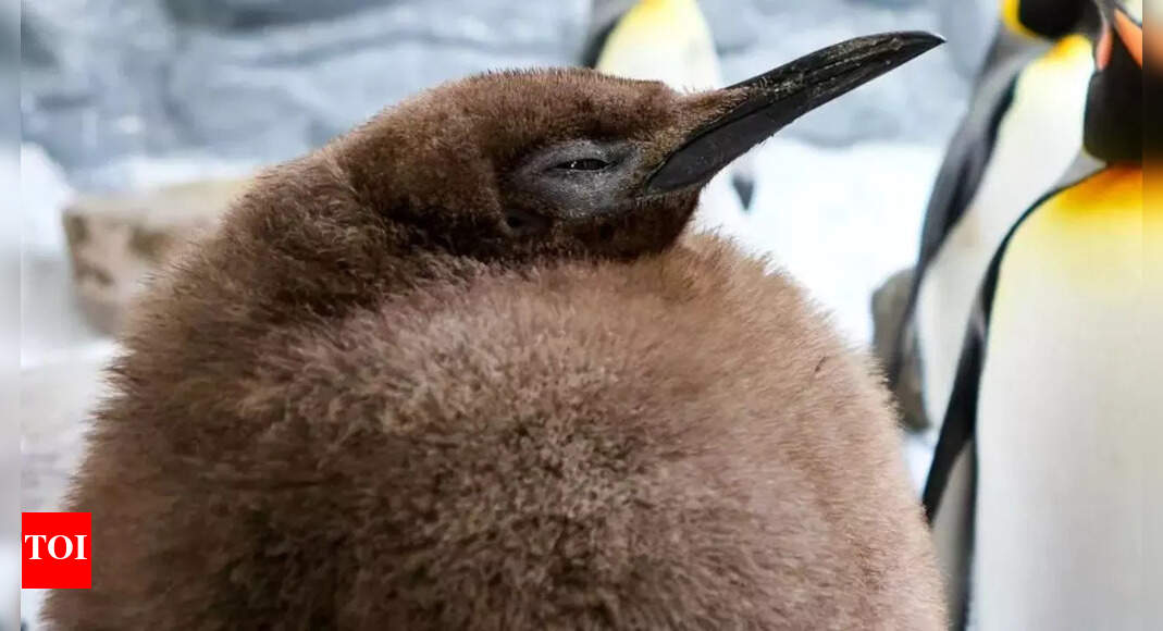 Pesto the penguin captivates millions as a viral sensation at Sea Life ...