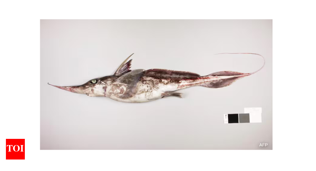 Mysterious 'Spookfish' discovered by scientists deep in the Pacific ...