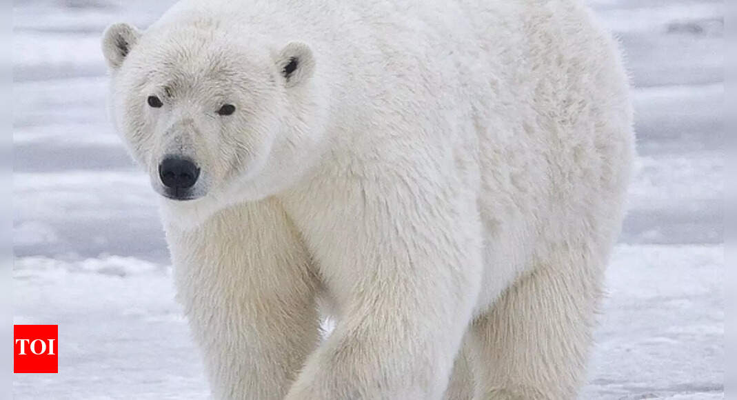 Polar bears: Iconic carnivorous mammals of the Arctic - characteristics ...