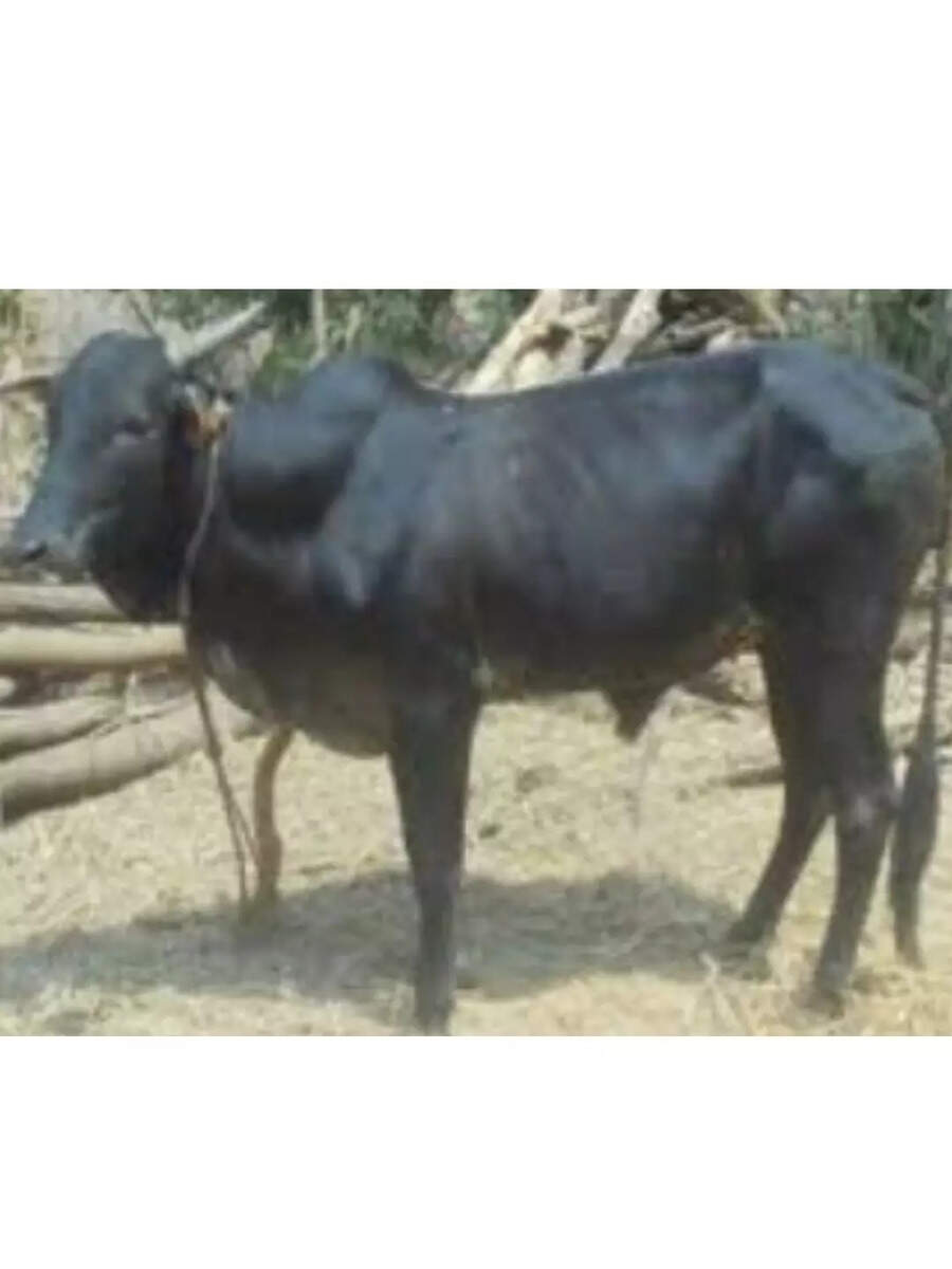 Kapila Cow: मुनाफे की गारंटी! इस गाय के दूध की जबरदस्त डिमांड | ET NOW ...