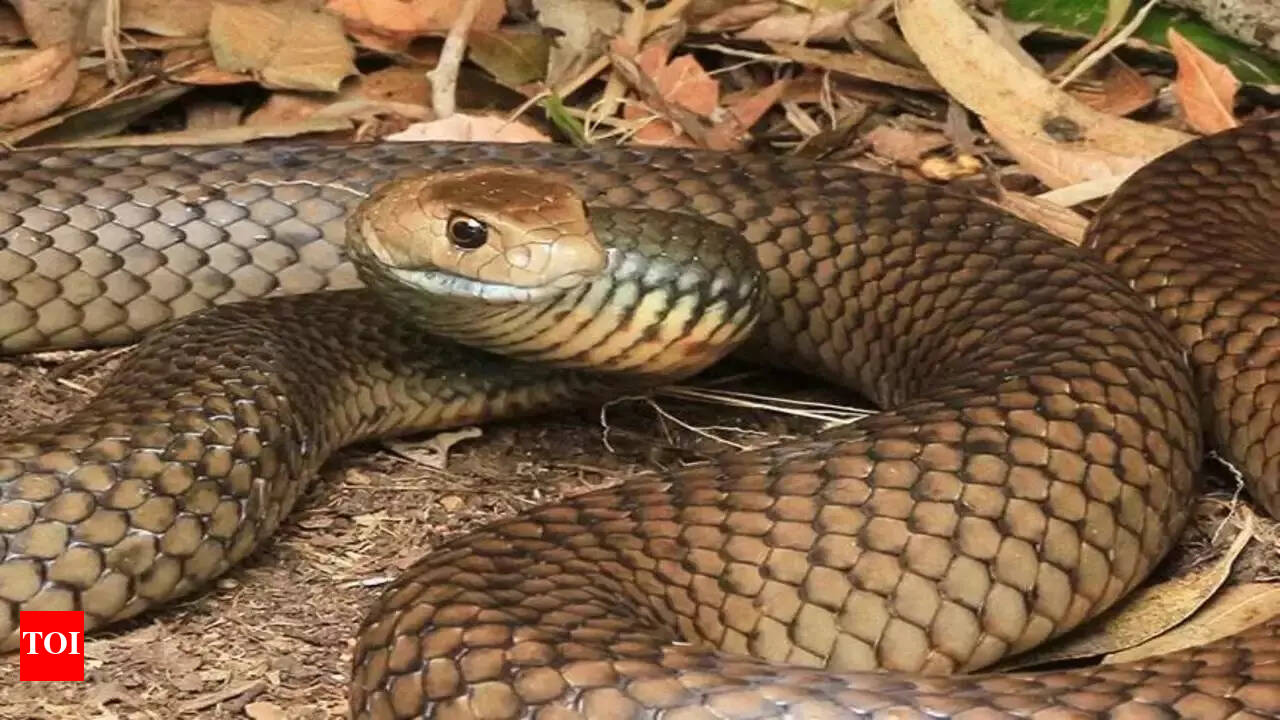 What Do Snakes Symbolize In Indigenous Culture - Infoupdate.org