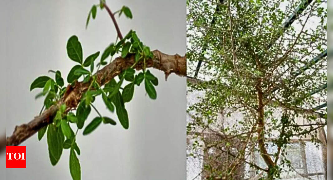 'Sheba' tree, grown from a 1,000-year-old seed, shows promising anti ...