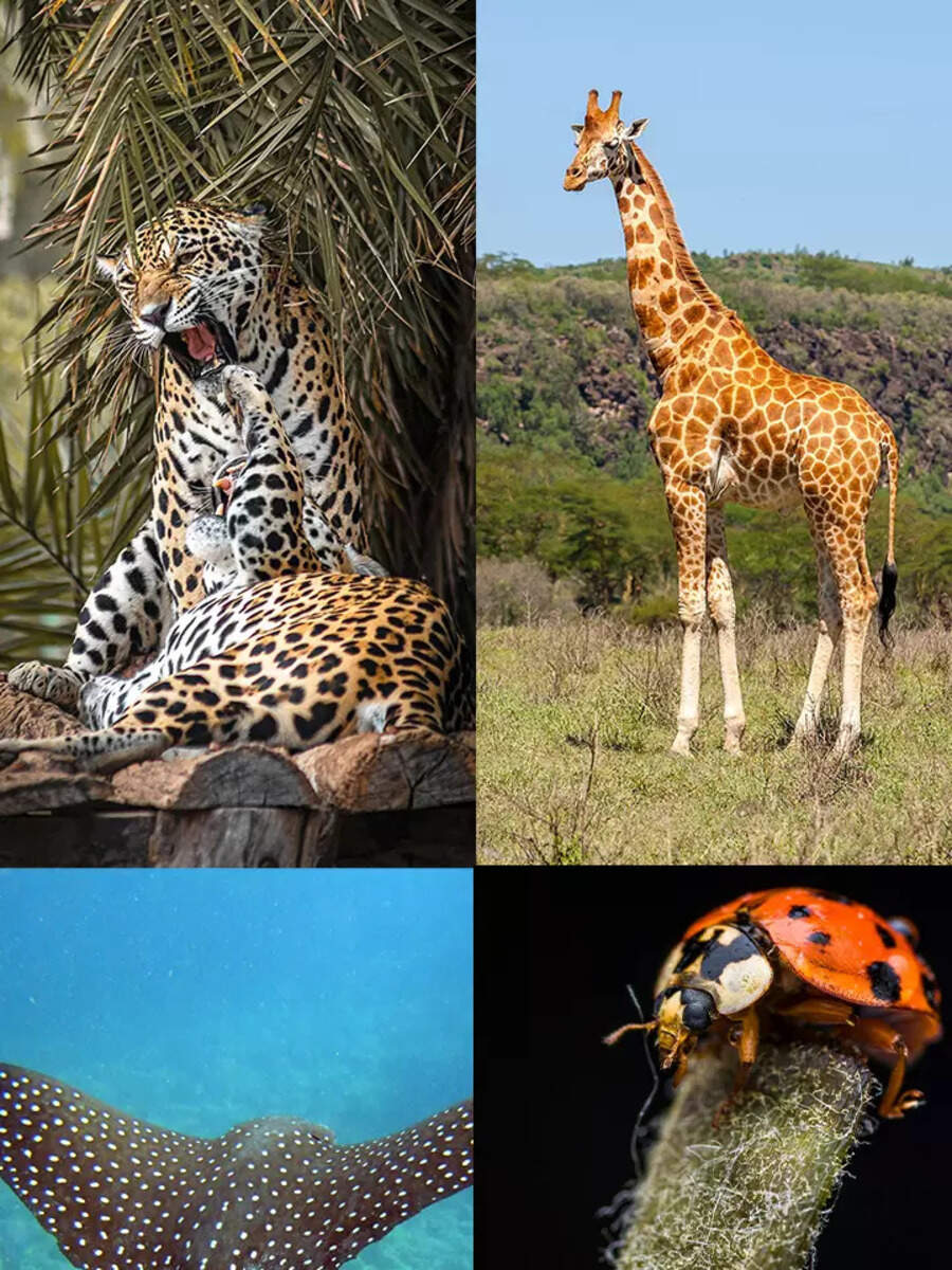 10 spotted animals and their distinct markings | Times of India
