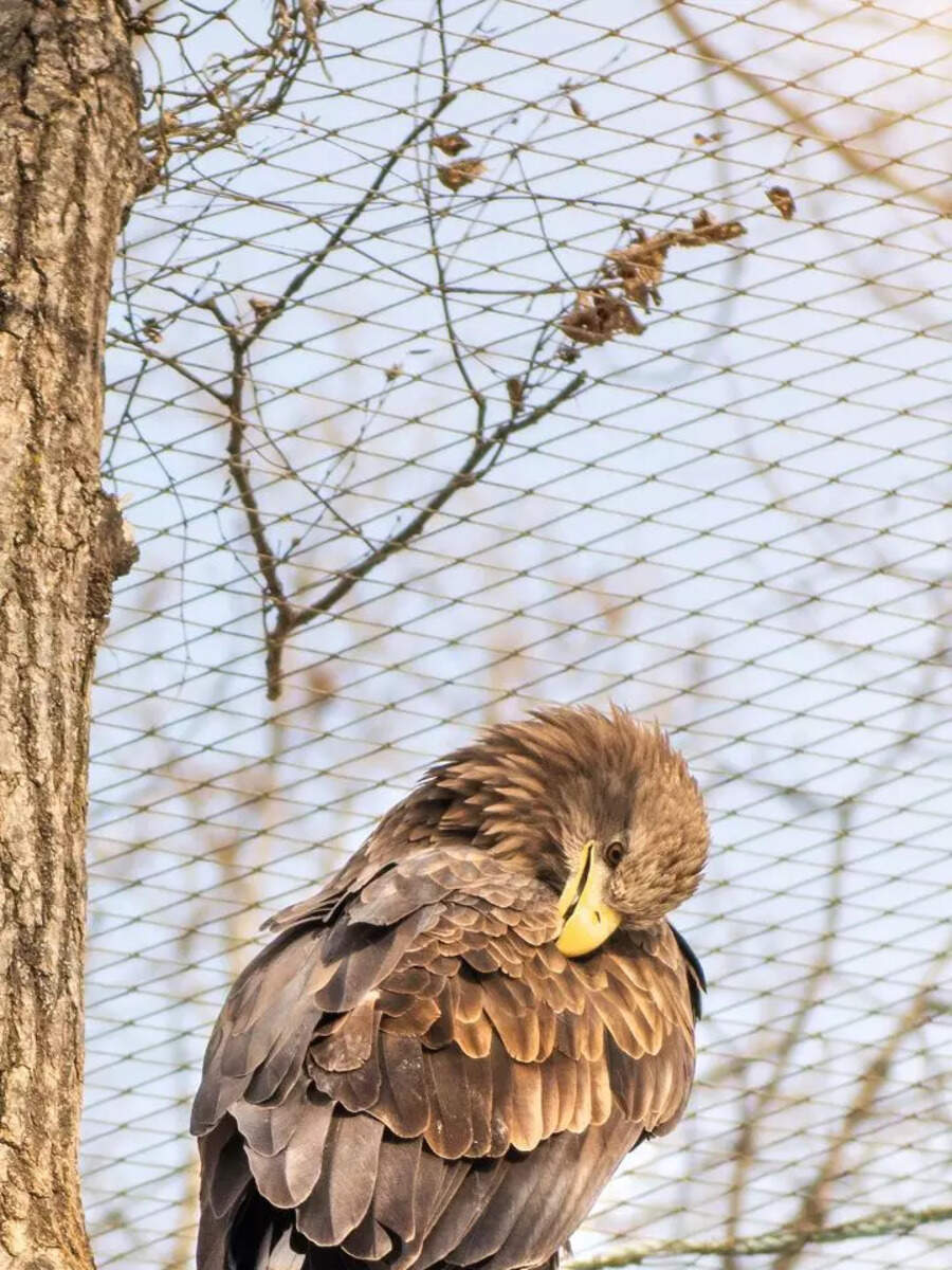 10 strongest birds in the world | Times of India