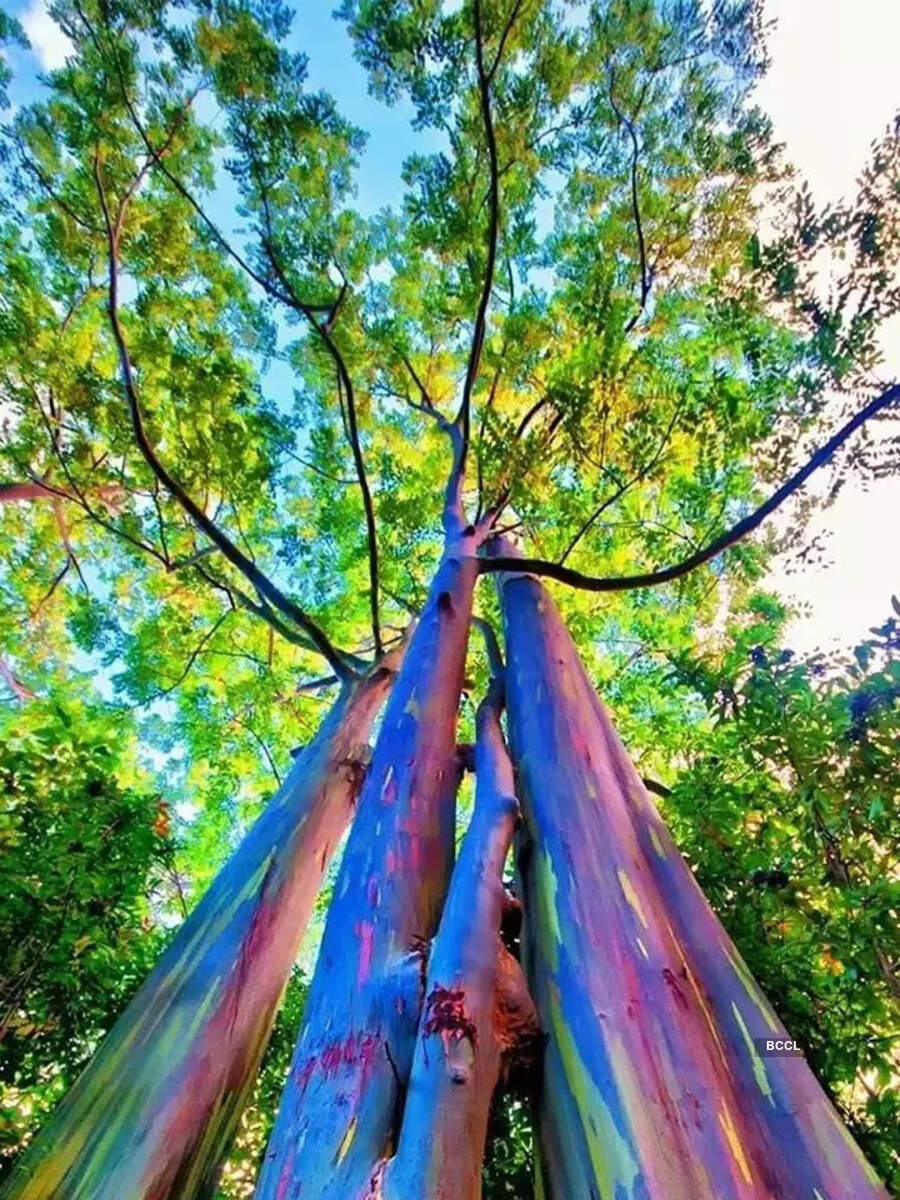 Heard of multicoloured tree Rainbow Eucalyptus? | Times of India