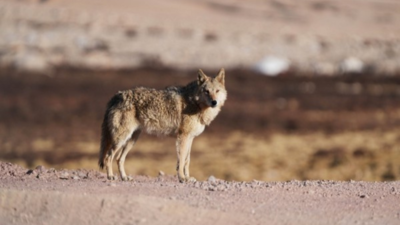 EU states back plan to downgrade wolf protection status - Times of India