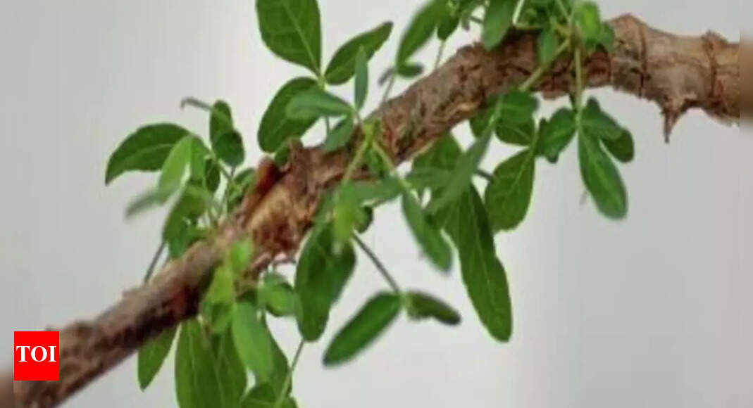 Sheba Tree: "Ancient tree grown from 1,000-year-old seed shows ...