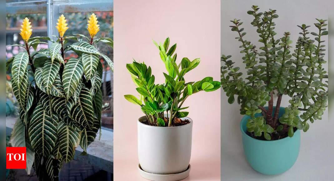 Transform your workspace with these 5 essential desk plants | - Times ...