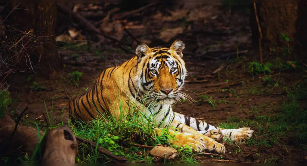 Rajasthan: A complete guide to visiting Sariska Tiger Reserve | TimesTravel