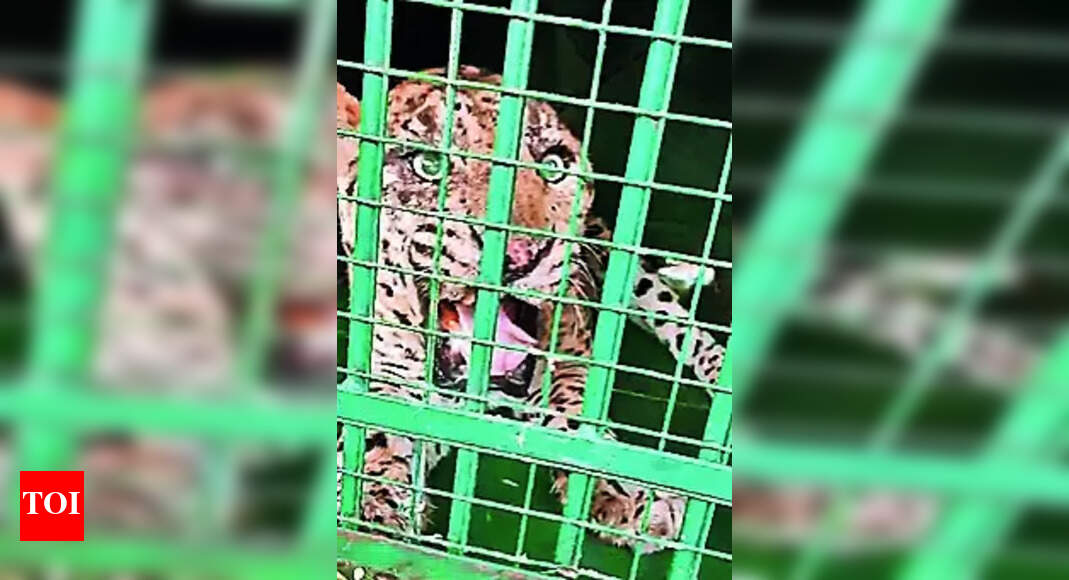 Udaipur: Leopard Kills 5-yr-old In Udaipur | - Times of India