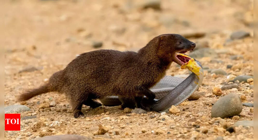What enables mongooses to resist snake bites and venoms? | - The Times ...