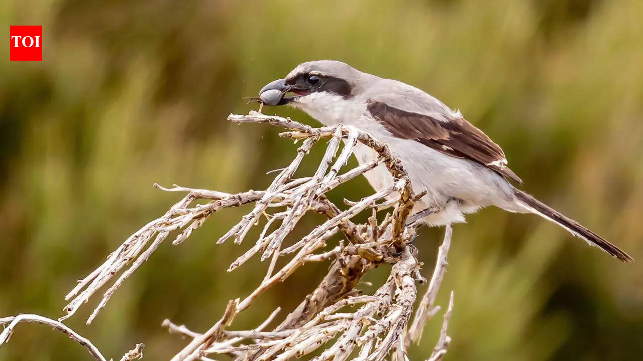 Shrikes are called 'The butcher bird' for THIS reason - The Times of India