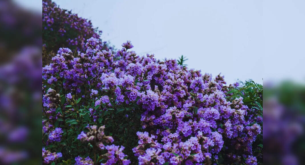 Neelakurinji Flowers: A rare bloom: Neelakurinji flowers return to ...