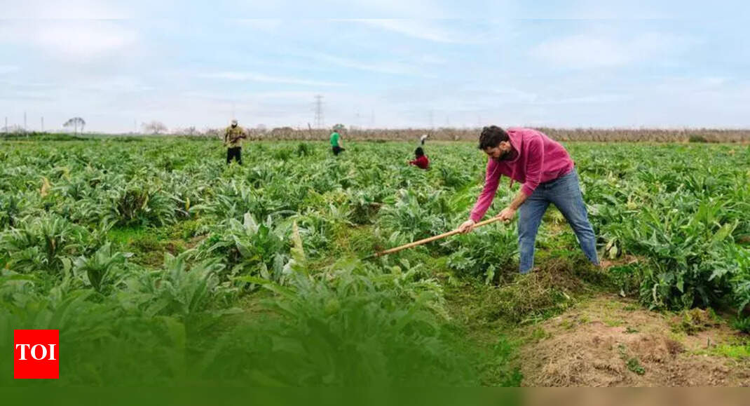Plowing New Paths:young Professionals Harvest Careers In Farming ...