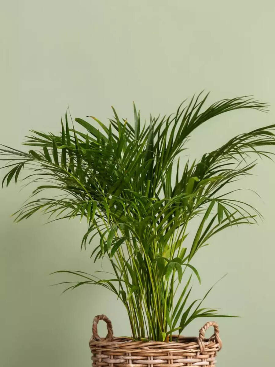 9 things that make Areca Palm the perfect indoor plant | Times of India