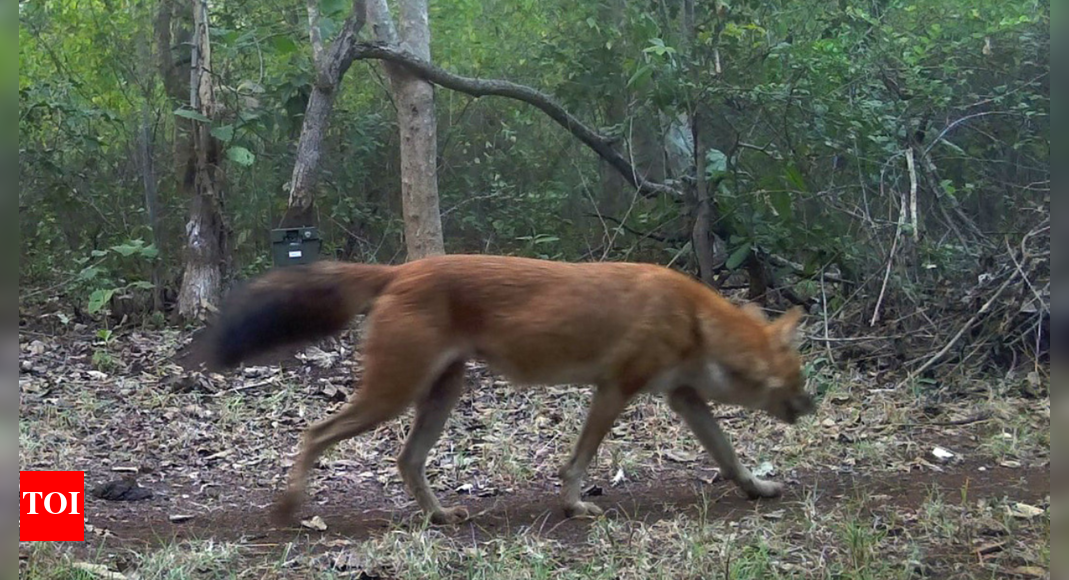 First Documentation of Endangered Dholes in Kalyana-Karnataka Region | Bengaluru News - Times of ...