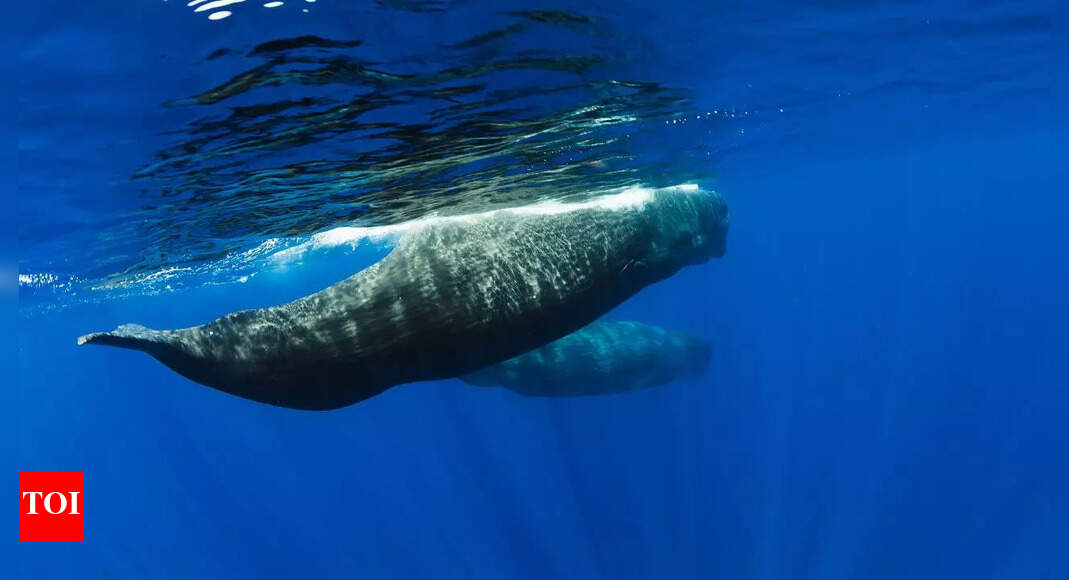 5.6 kg of whale vomit was sold for Rs 6.20 crore and the REASON is ...