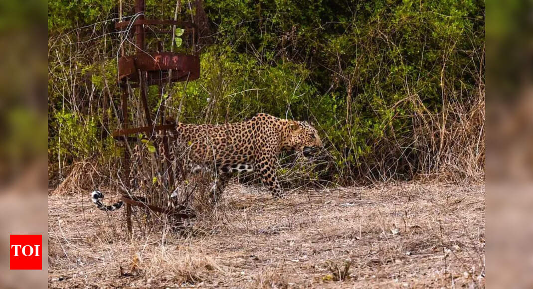 Tehri's Deadly Leopard: Forest Department to Capture or Kill After ...