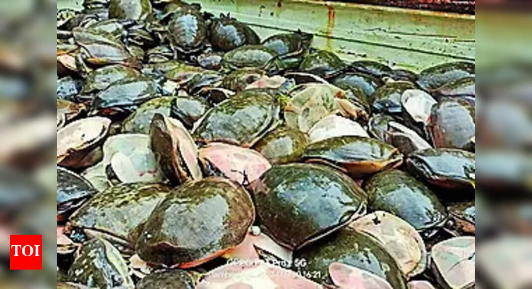 Massive Turtle Smuggling Crackdown: 490 Live Turtles Seized in ...