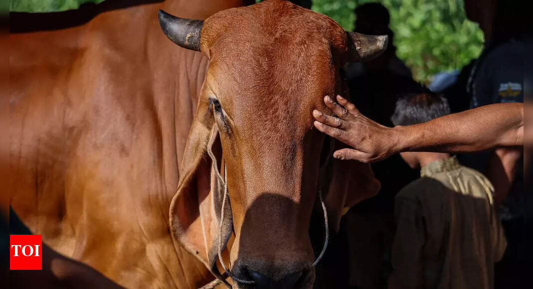 Cow Slaughter: 10 Police Suspended in Shocking Cow Slaughter Case in ...