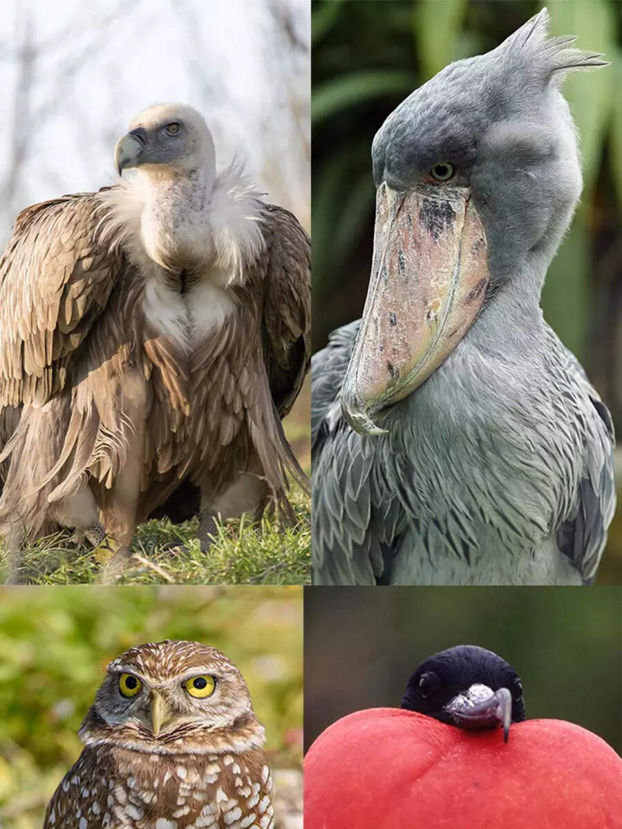 10 most terrifying birds on the planet | Times of India