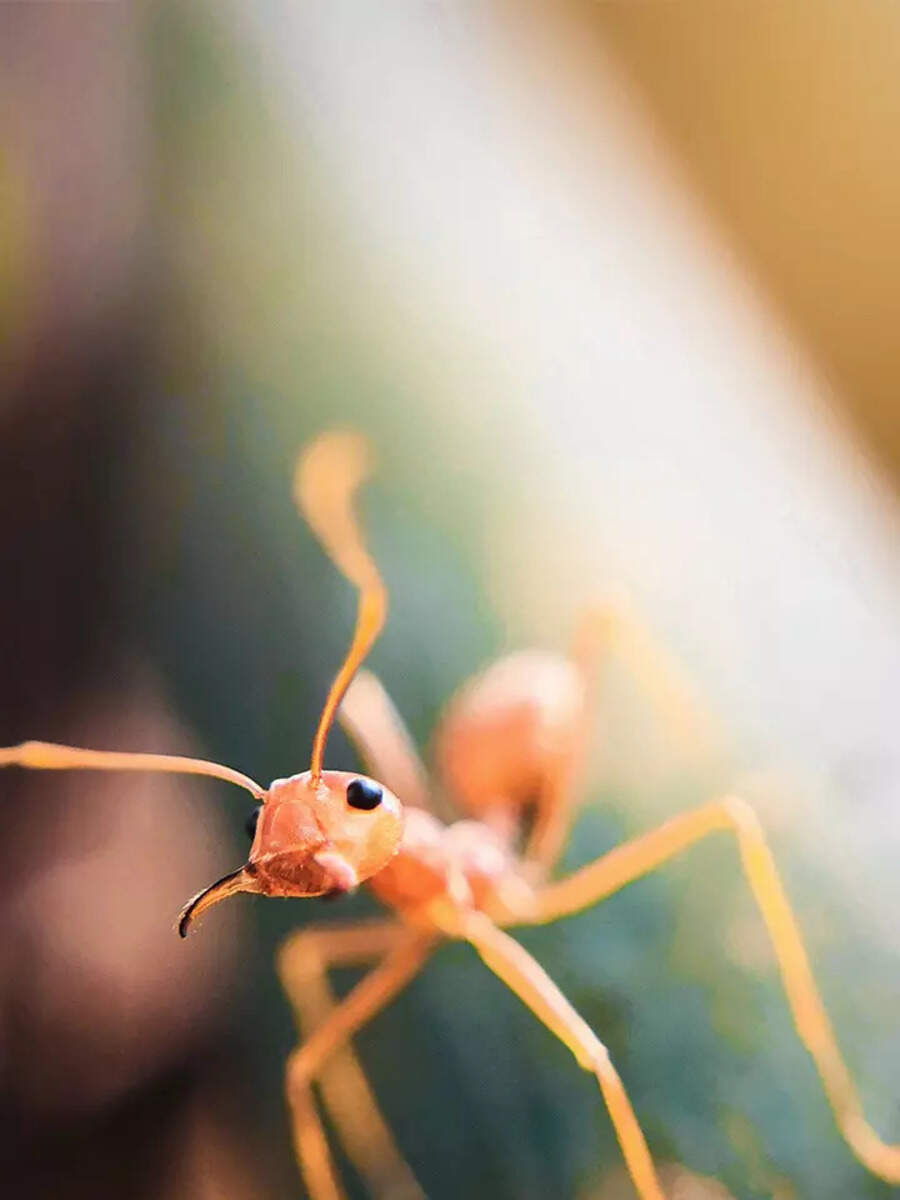 10 mind-blowing facts about ants you won’t believe | Times of India