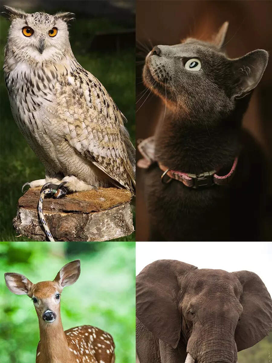 10 animals that bid farewell to God according to legend | Times of India