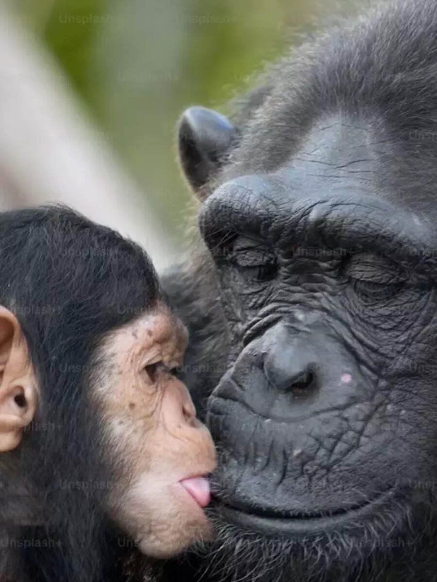 Meet Top 5 Brainiest Animals | Times Now