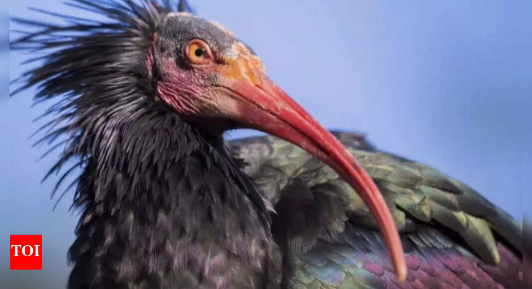 Extinct birds Northern bald ibis makes a comeback after 300 years ...